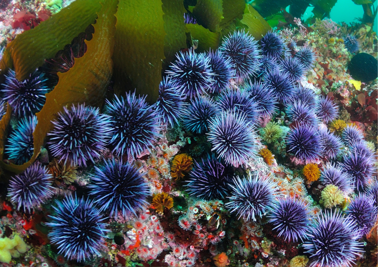 250+ Animal Names in Russian • newgirlonthebloc.com